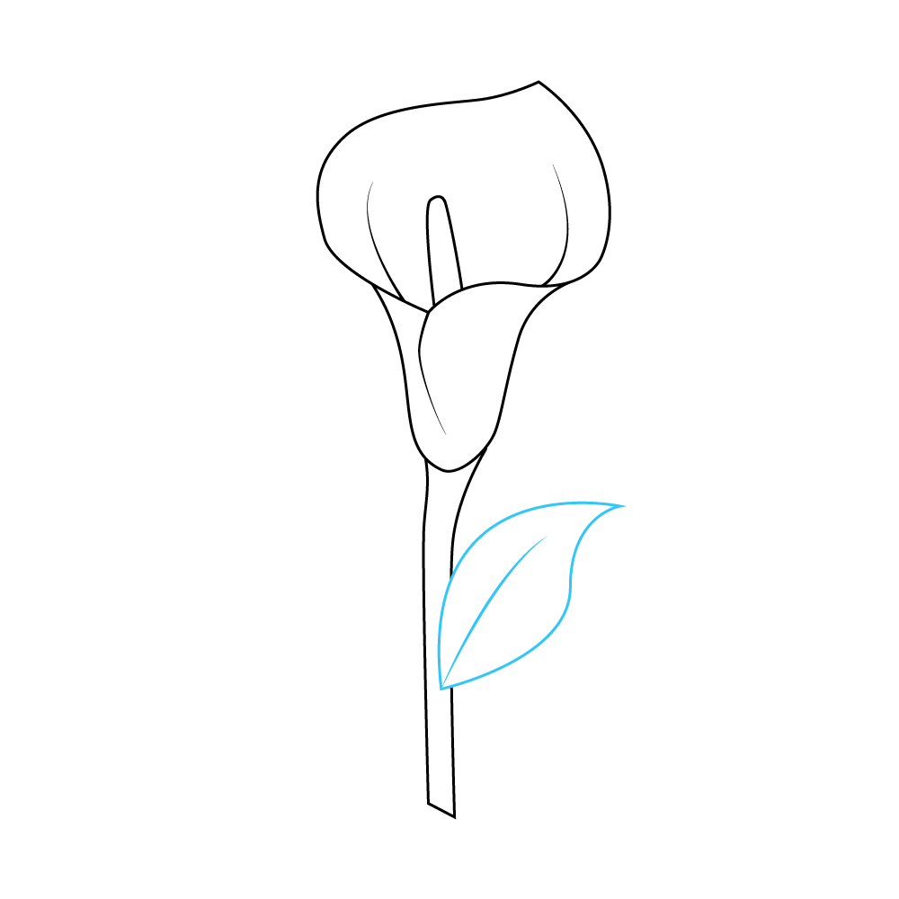 How To Draw A Calla Lily Step By Step