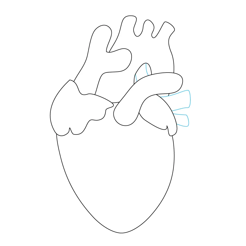 How To Draw A Human Heart Really Easy Drawing Tutorial Images How To Draw A Human Heart Really Easy Drawing Tutorial Images