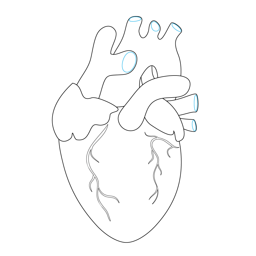 Simple Human Heart Outline