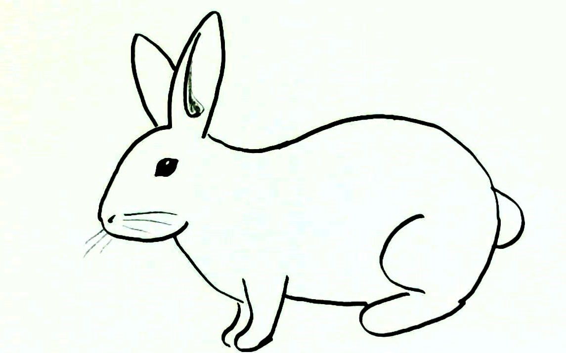 Rabbit Drawing Step By Step