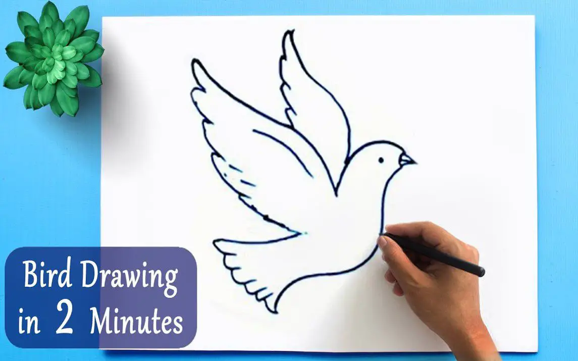 How To Draw A Bird Easy Step By Step